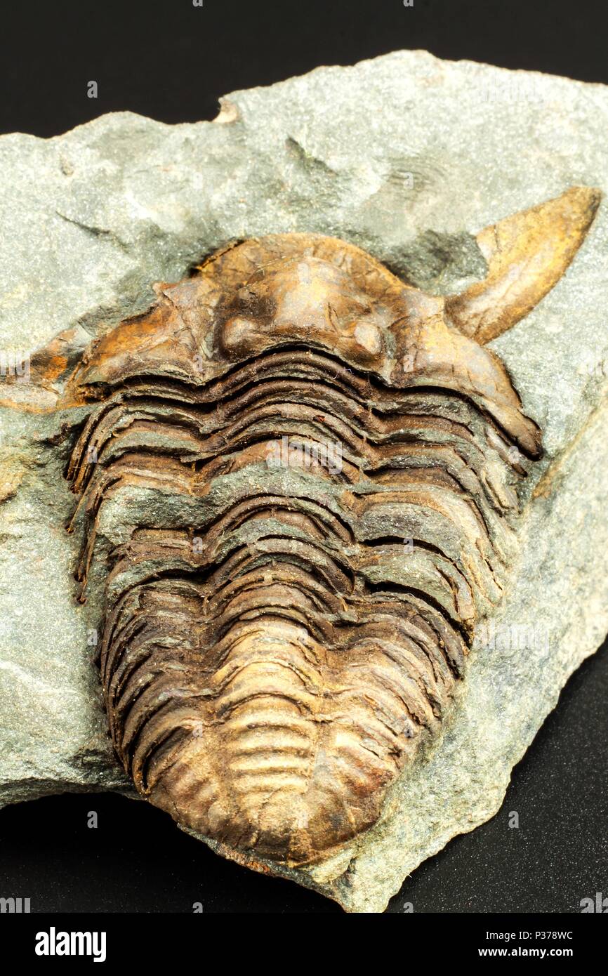 fossil trilobite imprint in the sediment. An imprint of history. Fossil ...