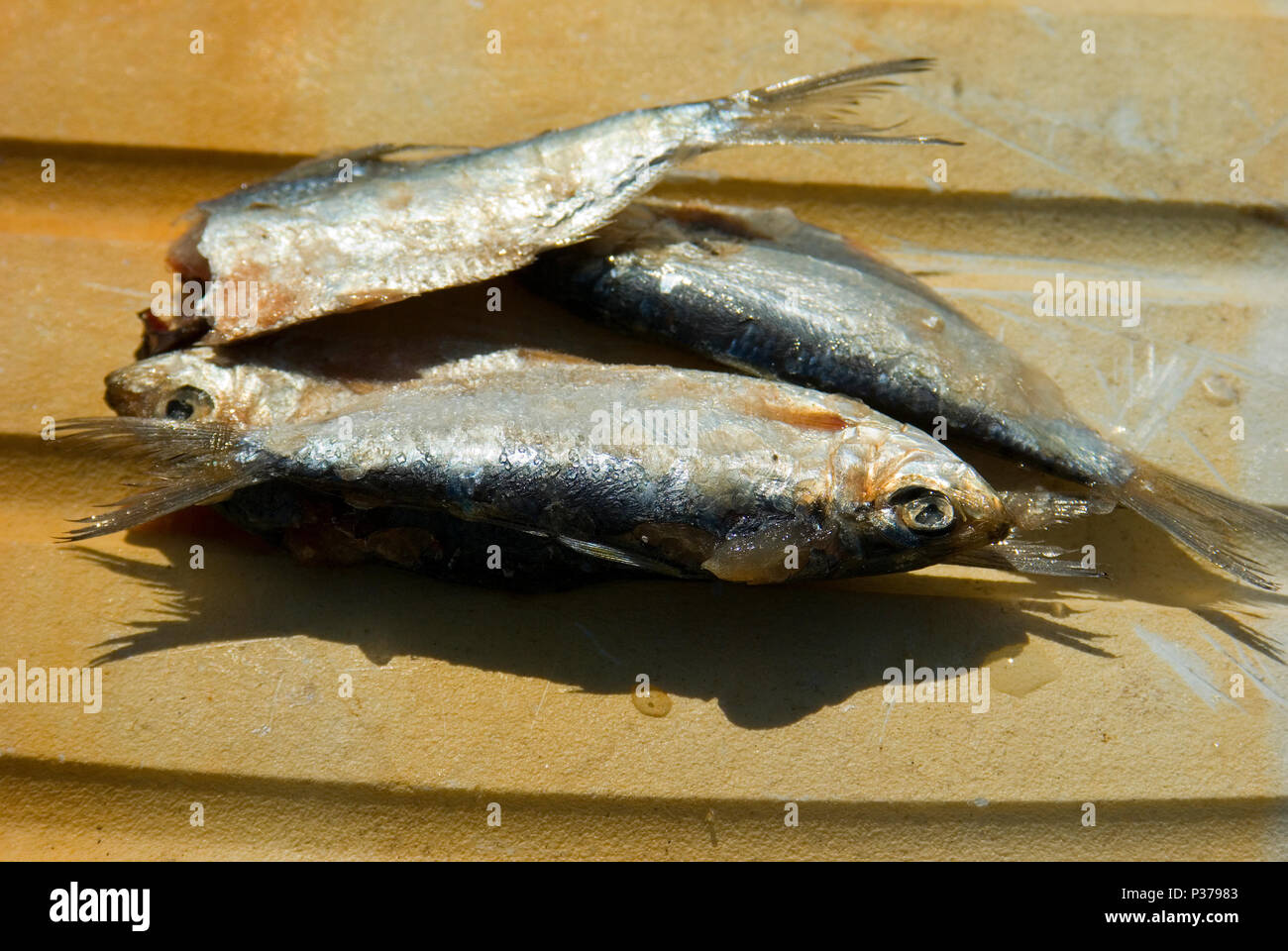 Cut bait fishing hi-res stock photography and images - Alamy