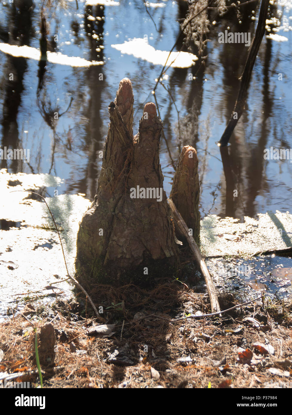 Small root structures called Cypress Knees stick up out of the water on ...