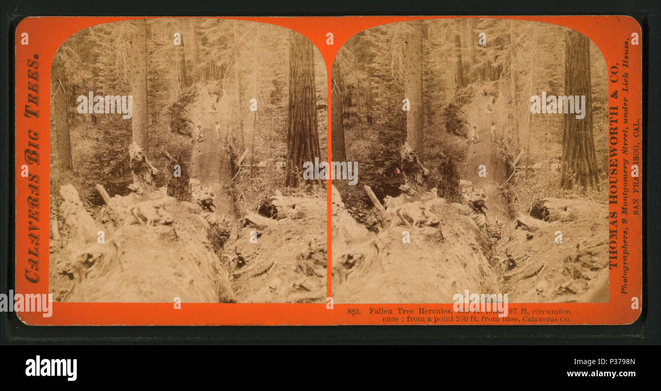 100 Fallen Tree Hercules, 325 ft. long, 97 ft. circumference - from a ...
