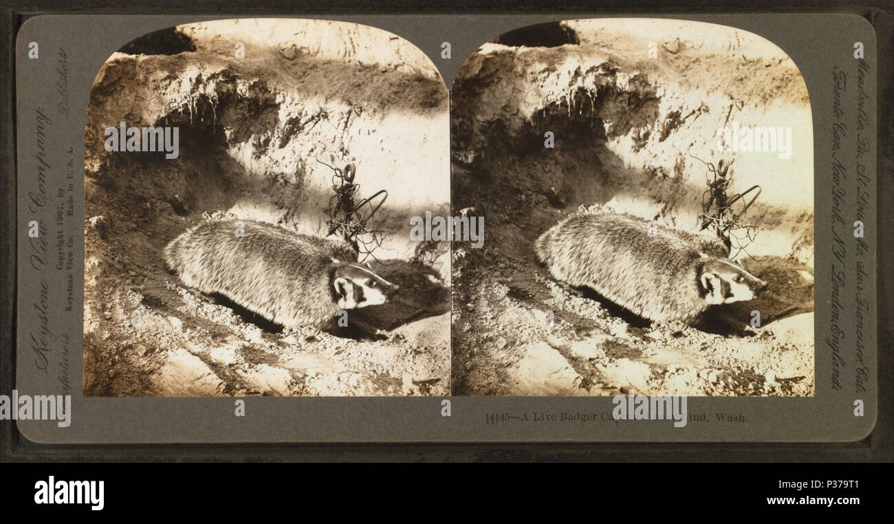 11 A live badger captured near Lind, Wash, by Keystone View Company ...