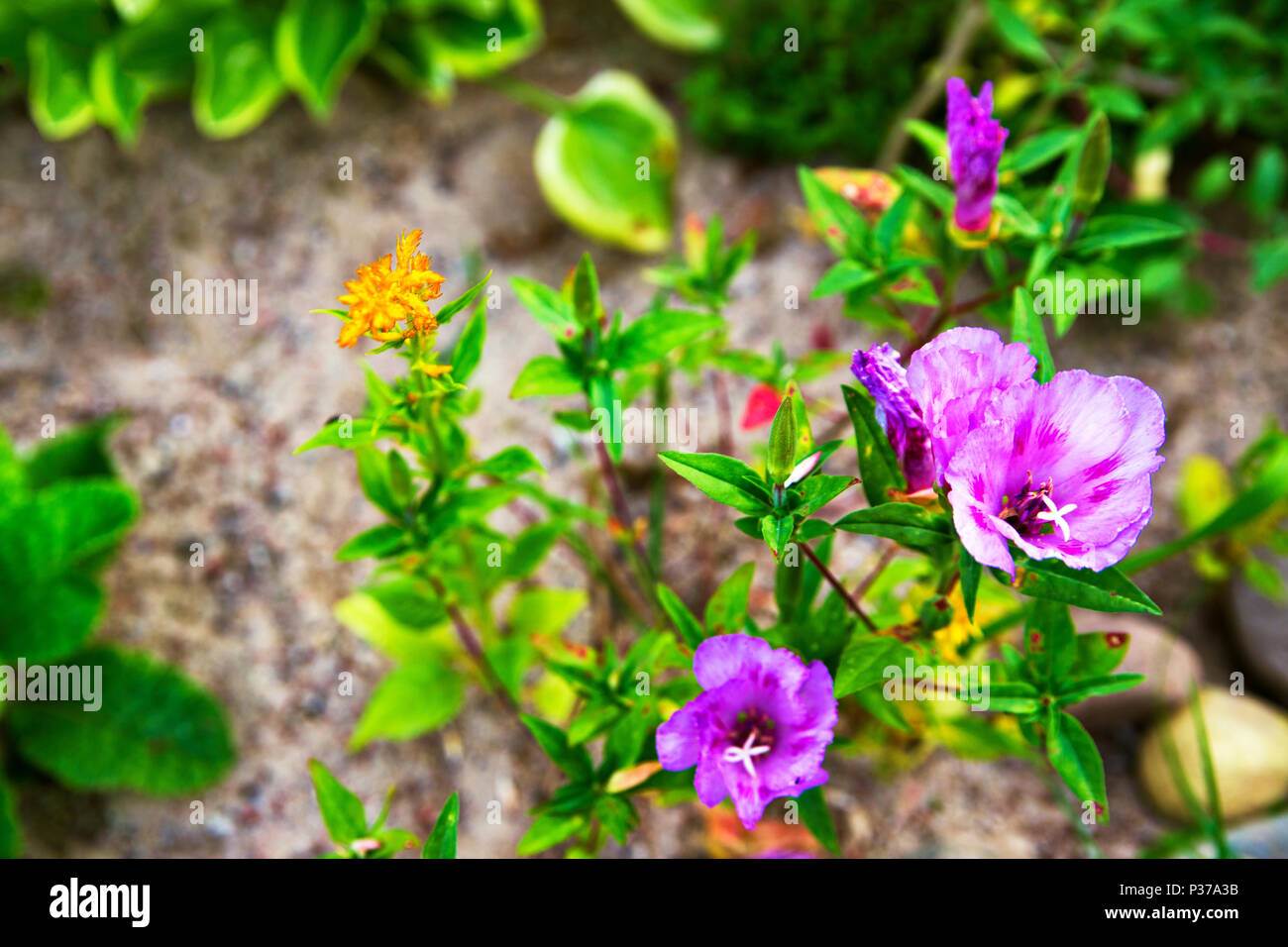 Mirabilis multiflora close up. erodium variabile pink flowers. Erodium ...