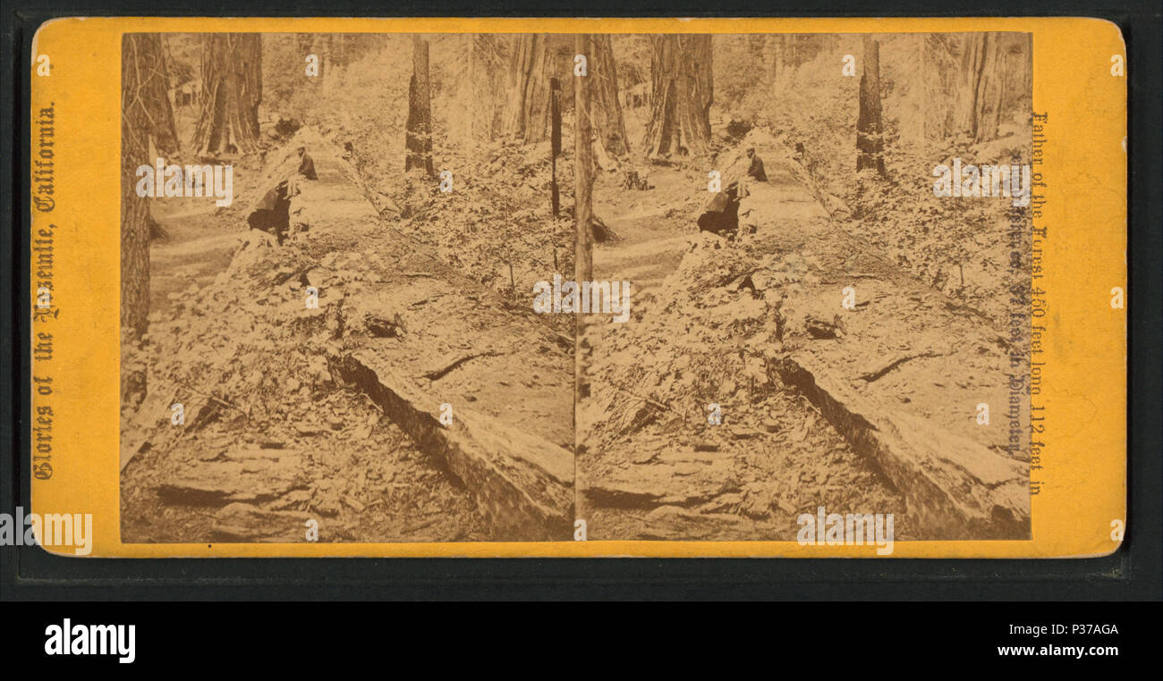 103 Father of the Forest, 450 feet long, 112 feet in circumference, 37 ...