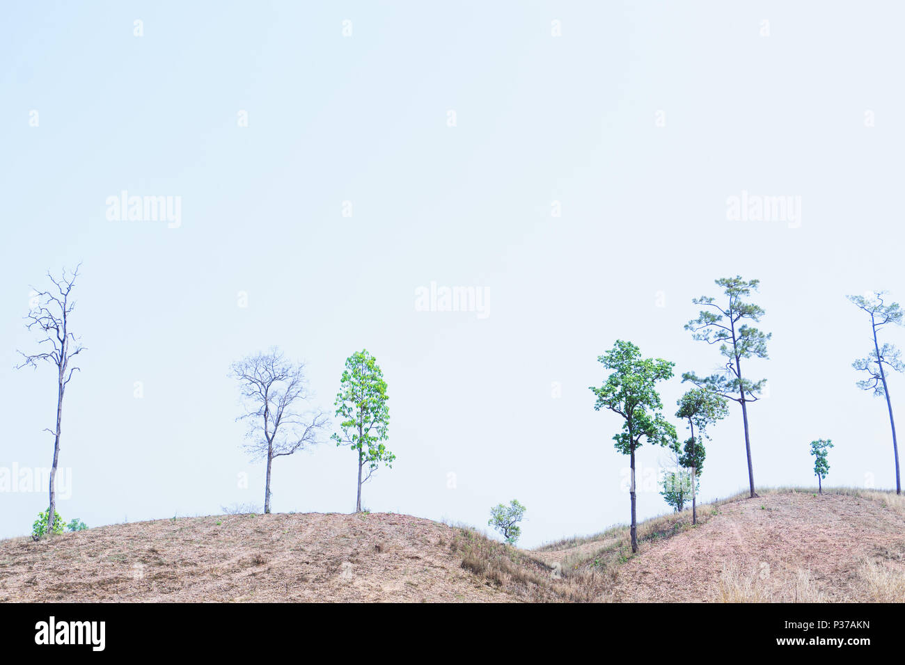 My friend's tree, where are they gone Stock Photo - Alamy