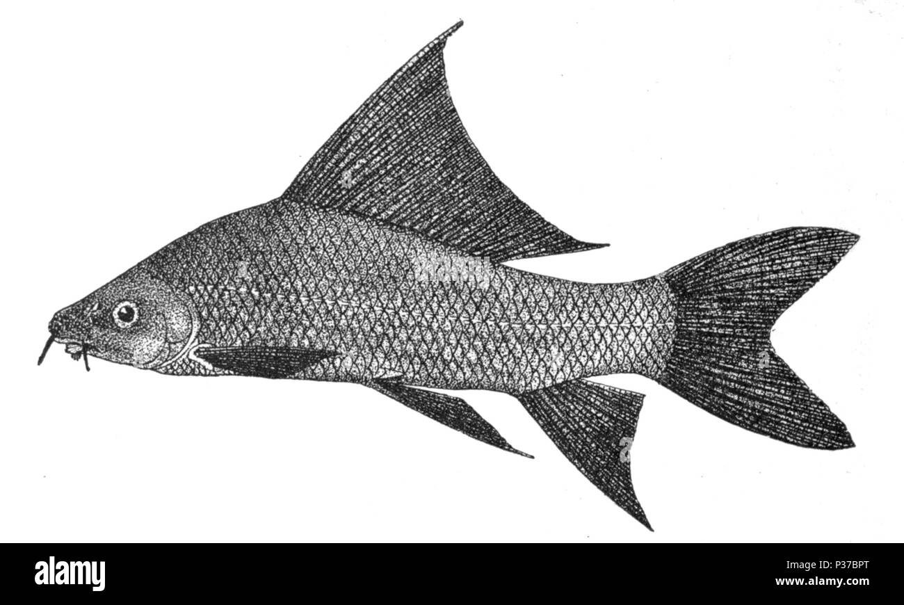 Labeo Rohita Drawing