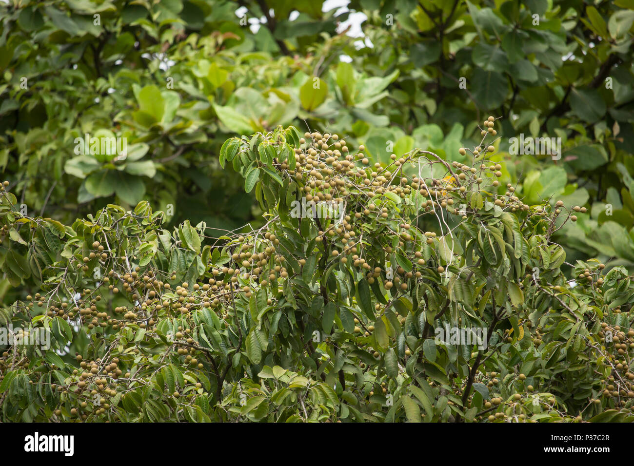 Young Small longan fruit on tree with green leaf Stock Photo - Alamy