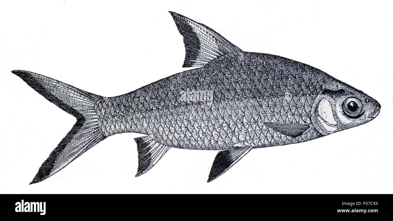 . Balantiocheilos melanopterus . 1910. United States Fish Commission 1 ...