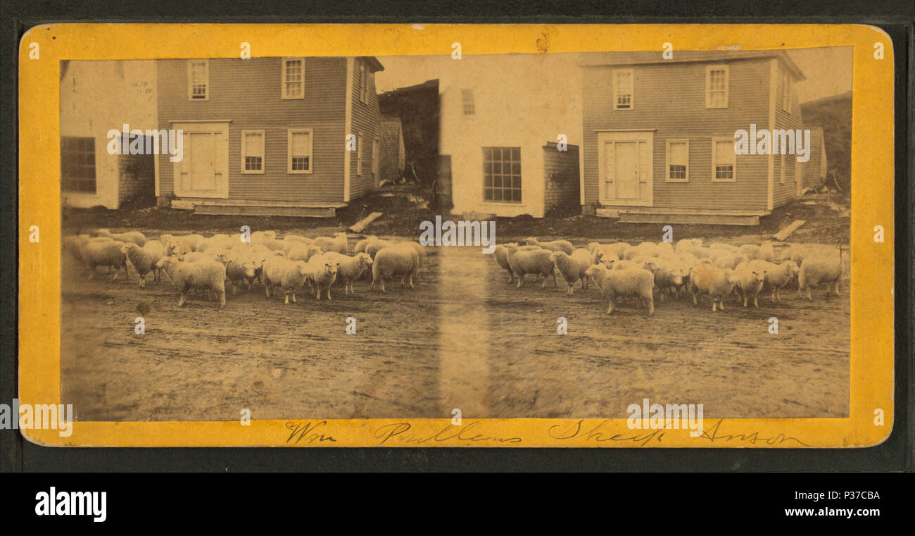 106 Flock of sheep. Anson, Me, from Robert N. Dennis collection of ...