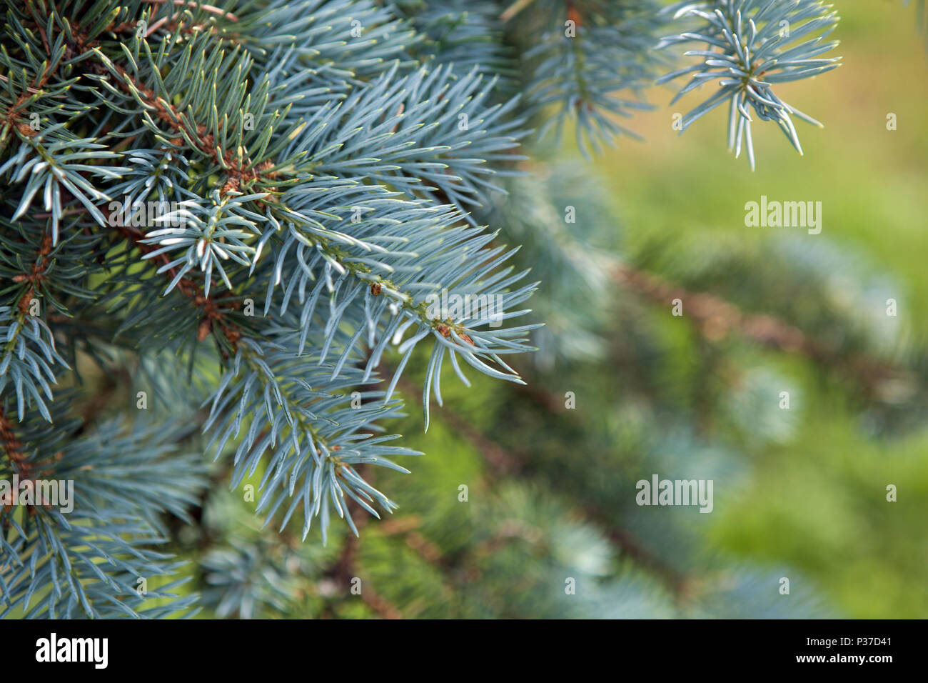 Blue spruce tree close hi-res stock photography and images - Alamy