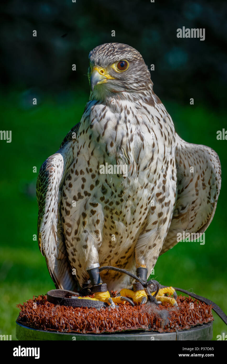 Falco rusticolus norway hi-res stock photography and images - Alamy