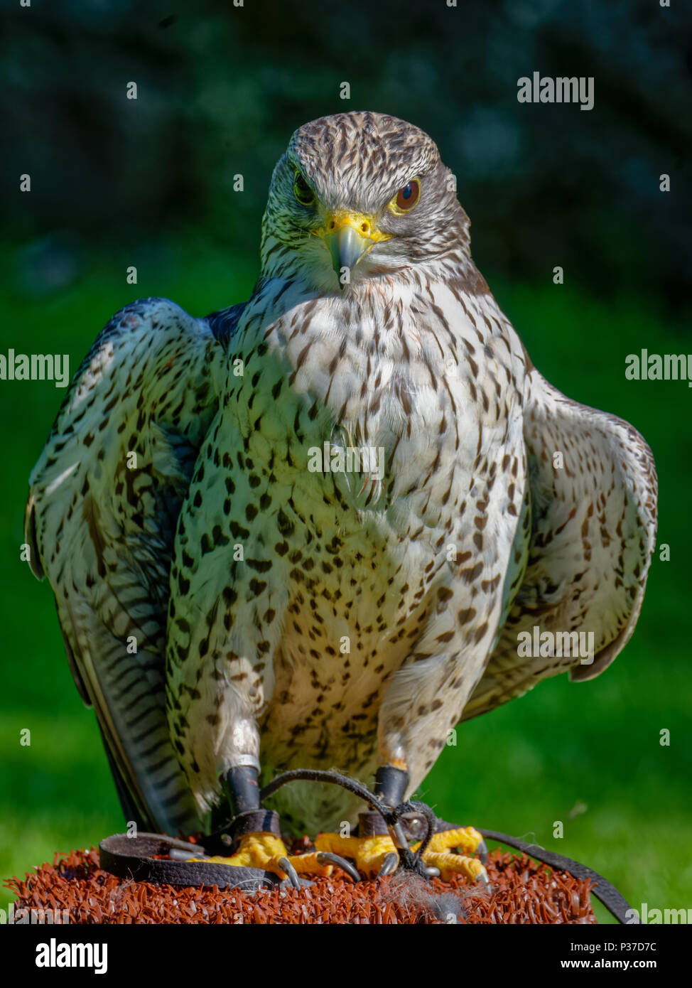 A Gyrfalcon (Falco rusticolus) in a falconry. It’s the largest falcon ...