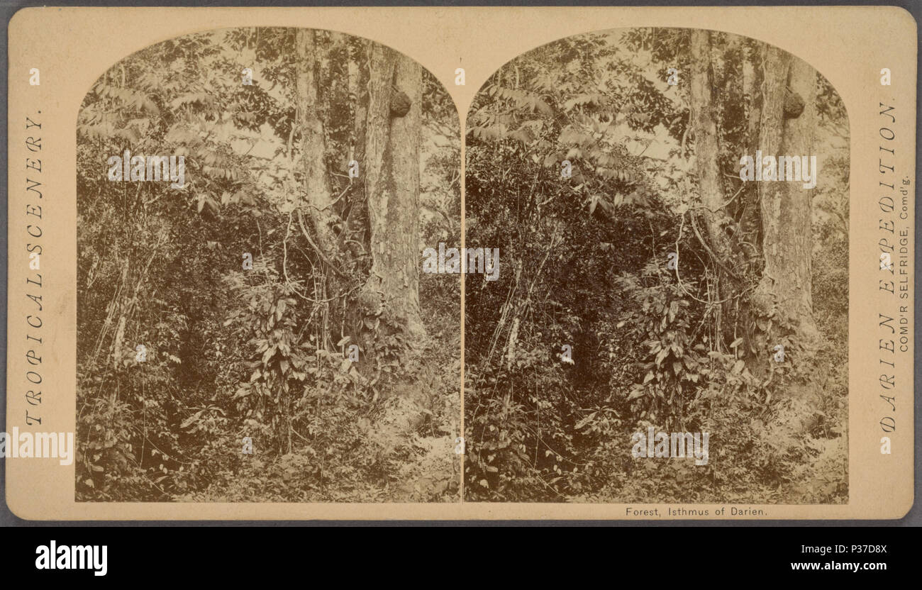 108 Forest, Isthmus of Darien, by O'Sullivan, Timothy H., 1840-1882 ...