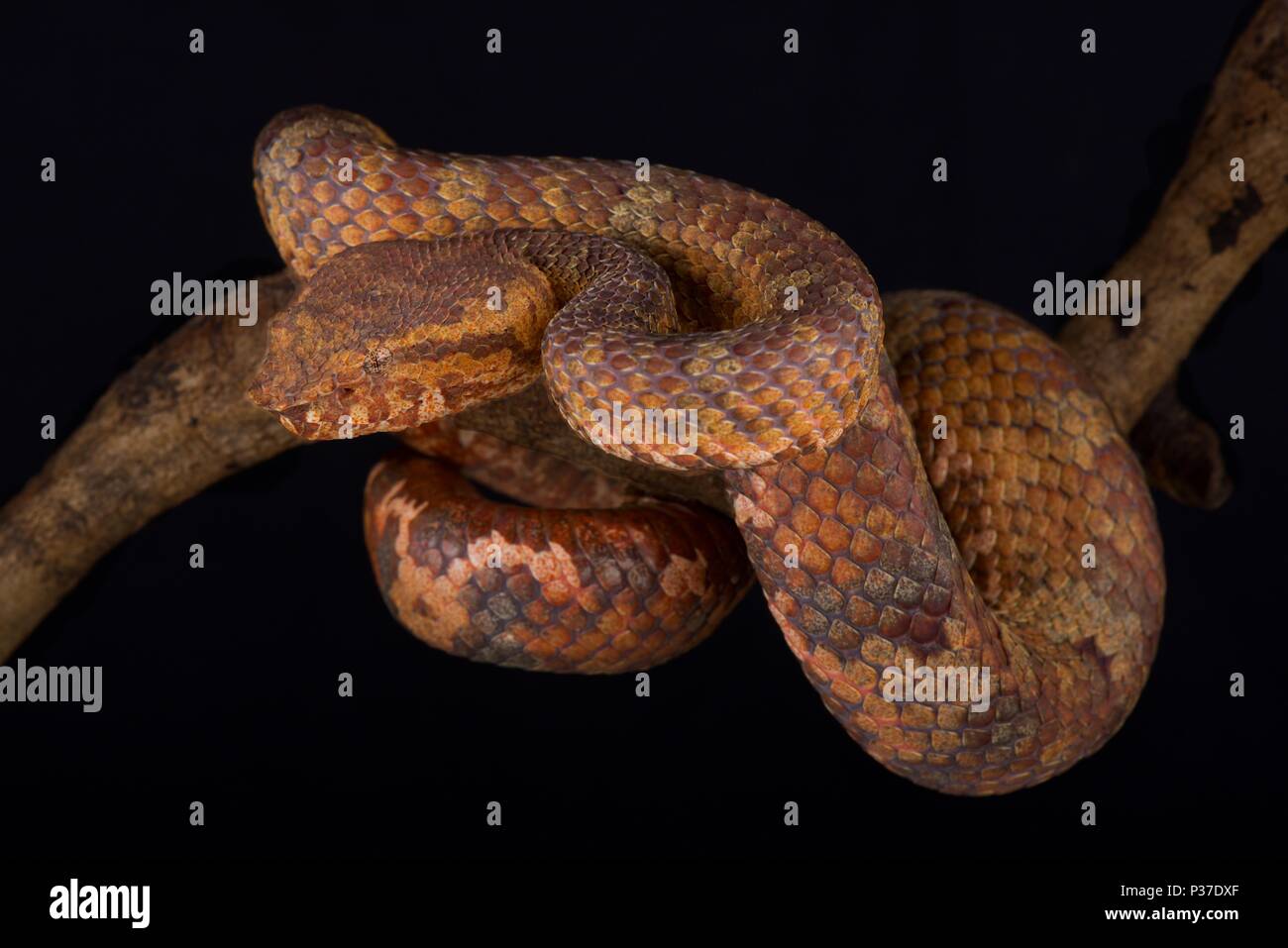 Venomous pitviper species hi-res stock photography and images - Alamy