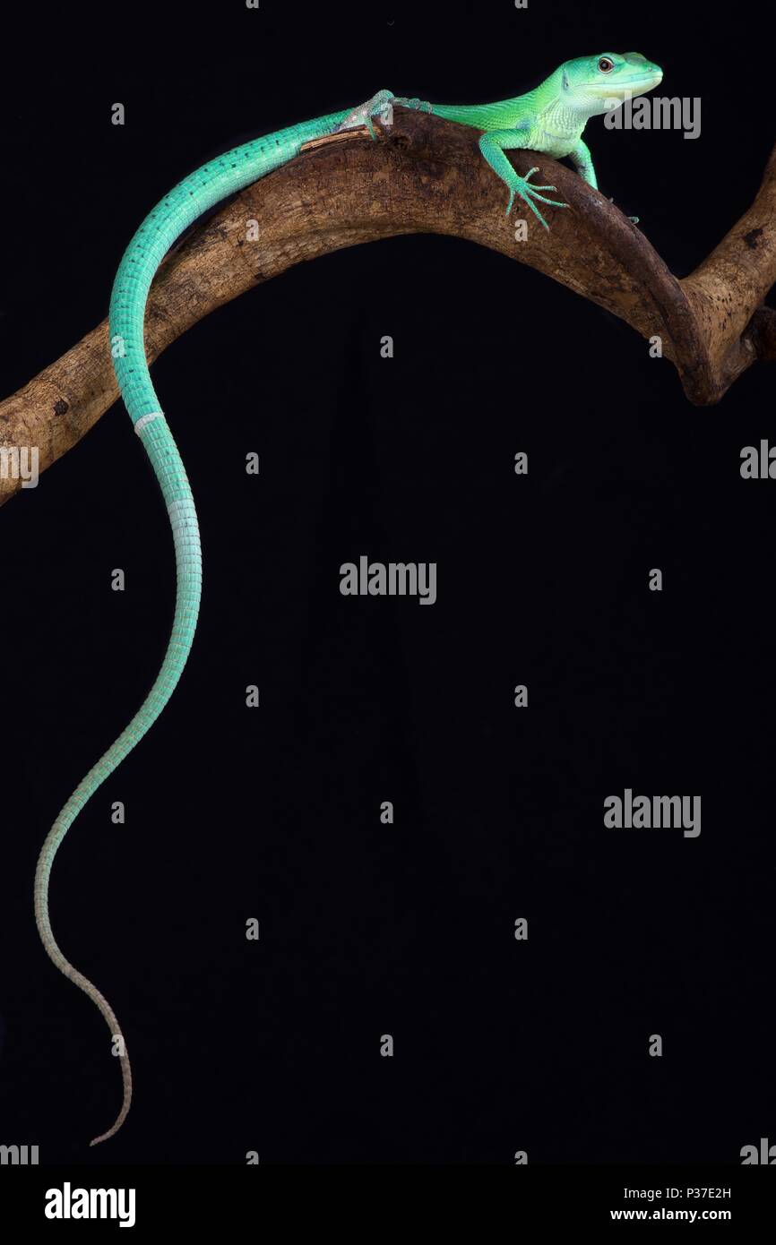 Tree dwelling hi-res stock photography and images - Alamy