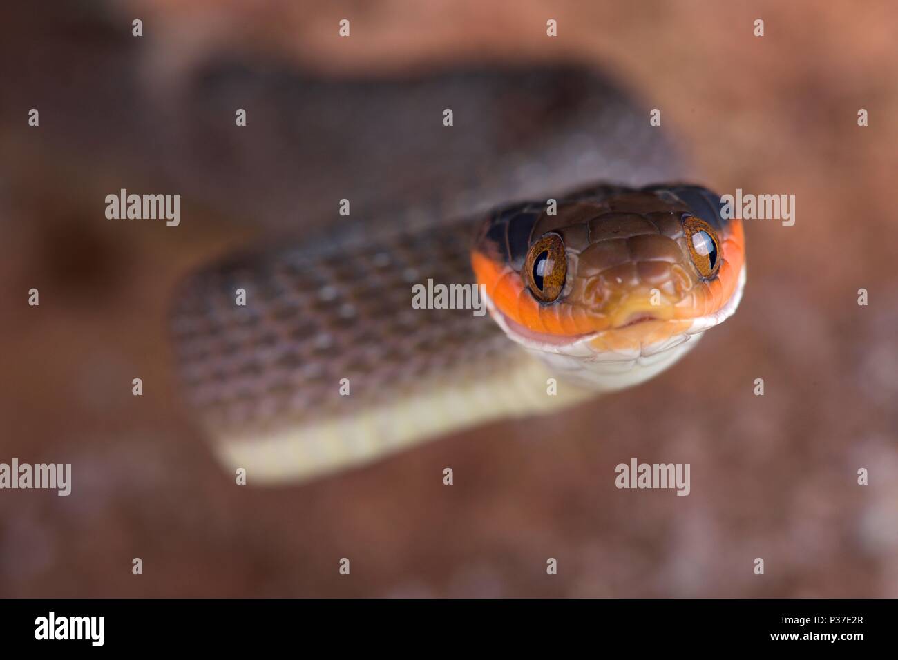 Red Lipped Snake High Resolution Stock Photography and Images - Alamy