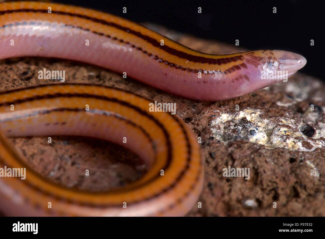 Fossorial Stock Photos & Fossorial Stock Images - Alamy