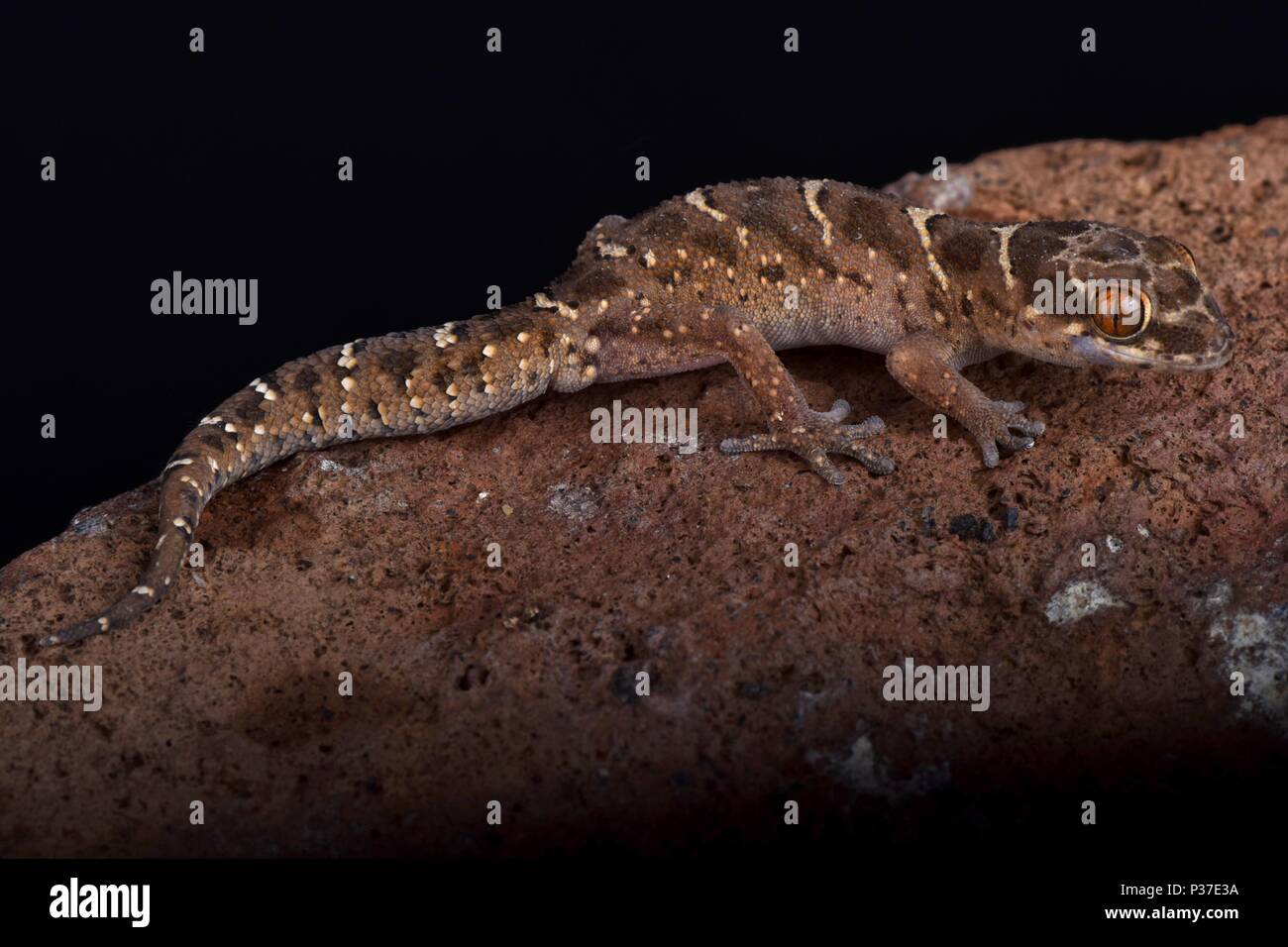 Van sons thick toed gecko hi-res stock photography and images - Alamy