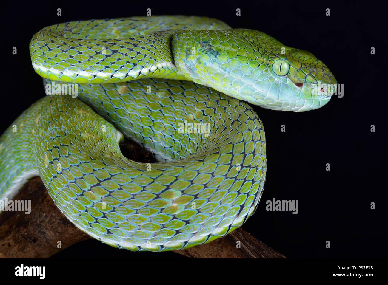 Hagens green pitviper hi-res stock photography and images - Alamy