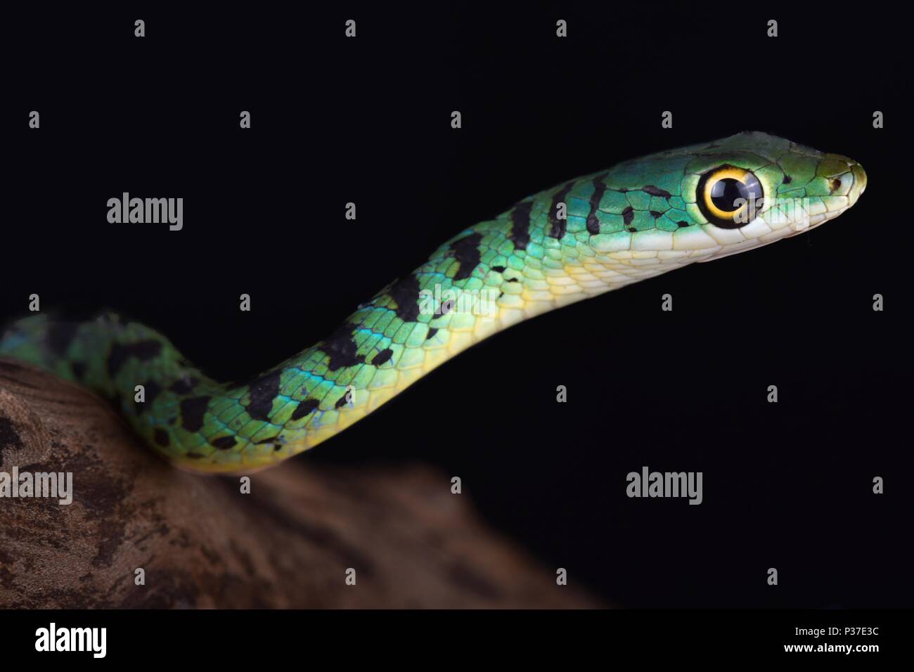Spotted bush snakes hi-res stock photography and images - Alamy