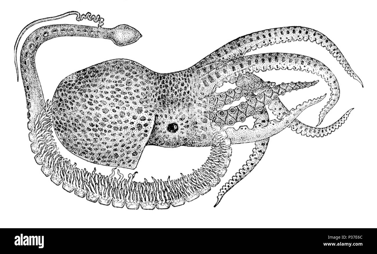 . Tremoctopus violaceus . 1914. R. L. Hudson 4 Tremoctopus violaceus5 ...