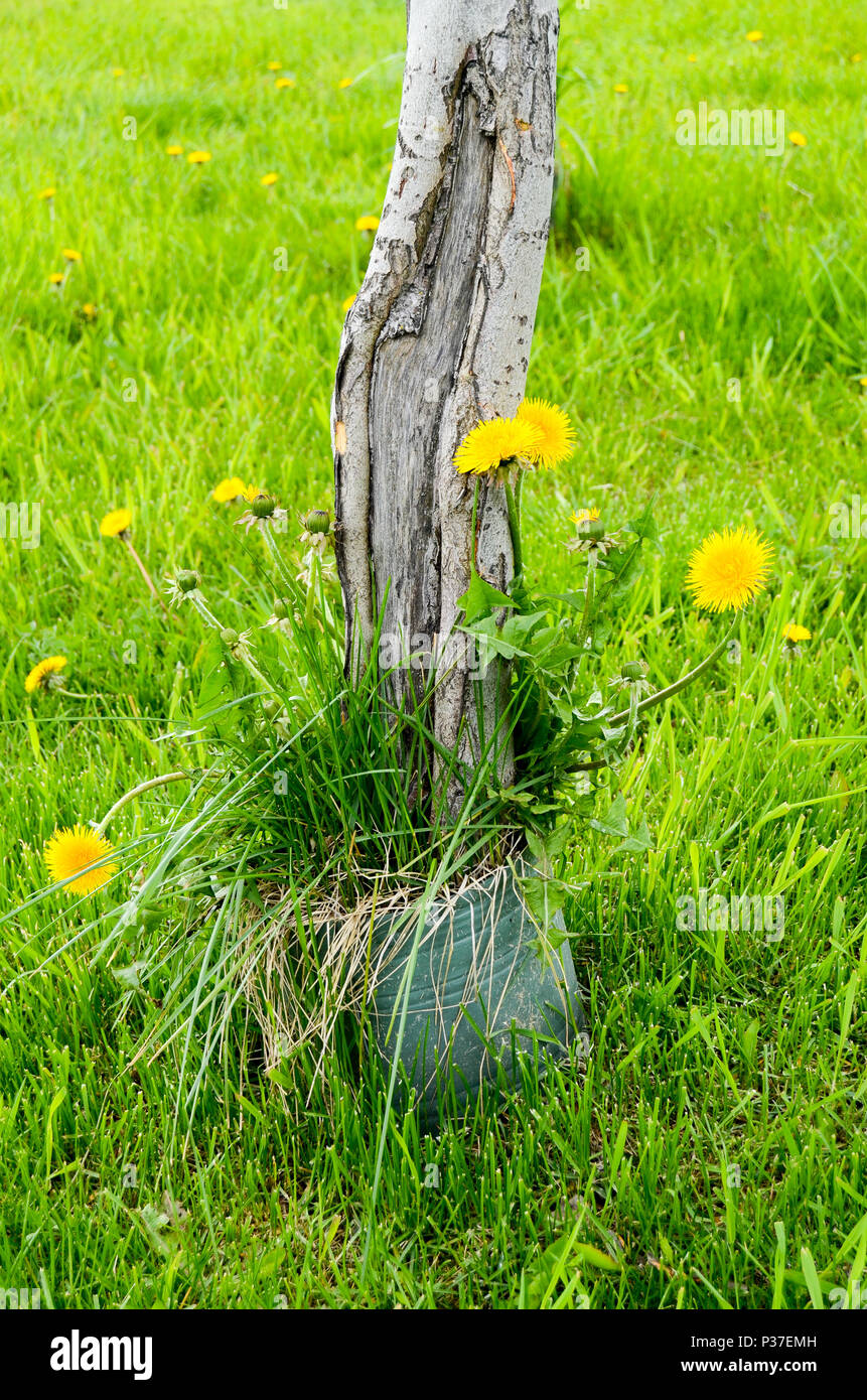 dandelion at a tree, Akureyri, Iceland Stock Photo - Alamy