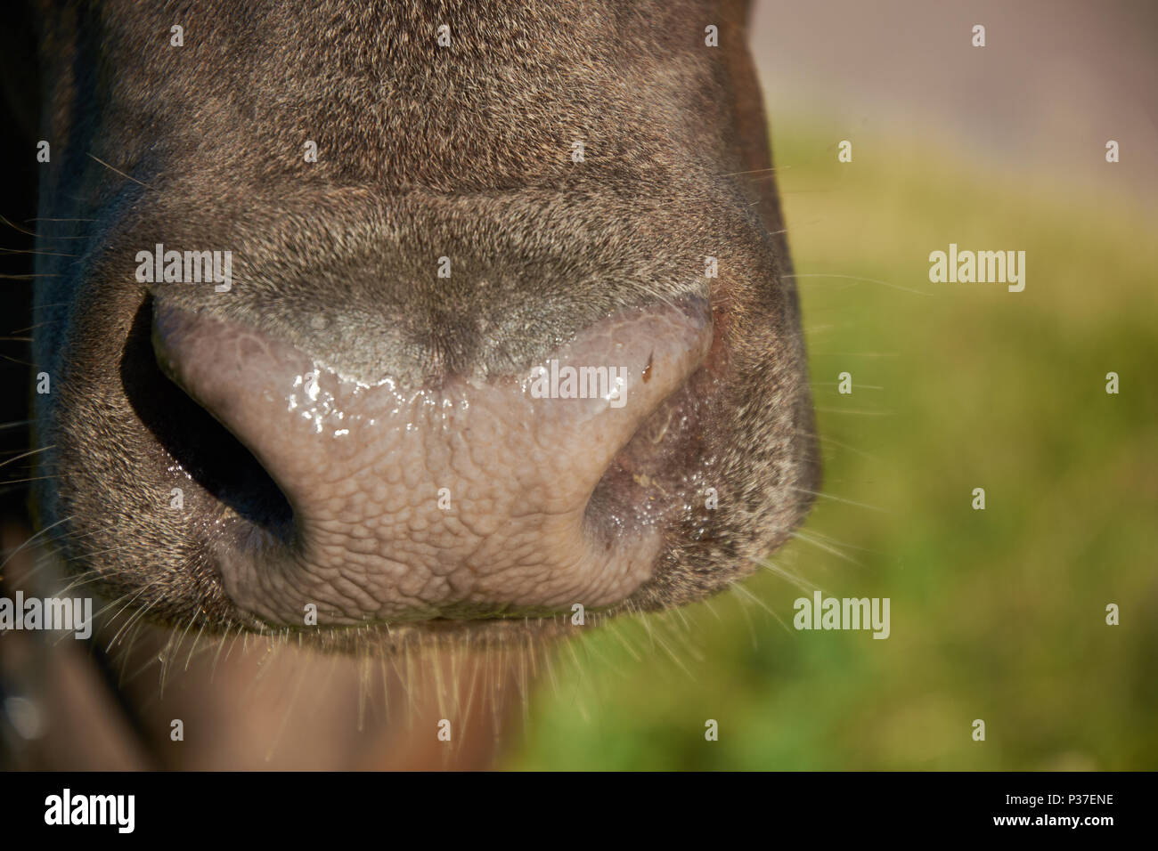 Close-up photo of cow's nose in eveninh light Stock Photo - Alamy