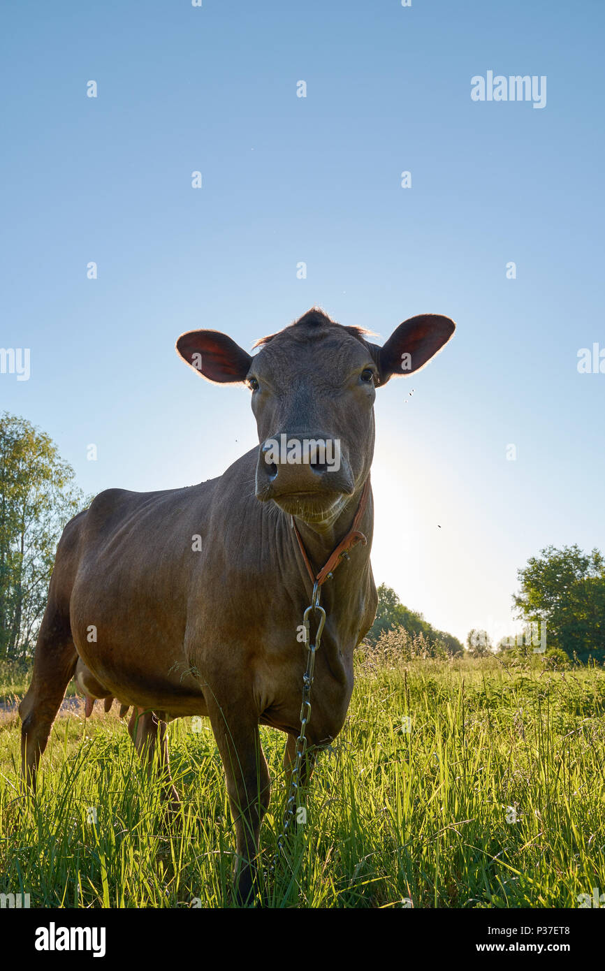 Cow with collar hi-res stock photography and images - Alamy