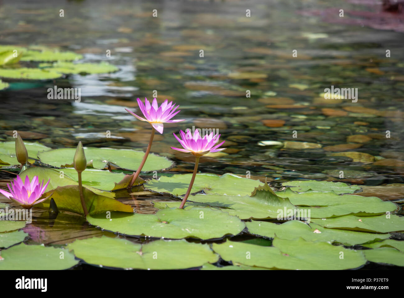 Beautiful Ponds With Lotus