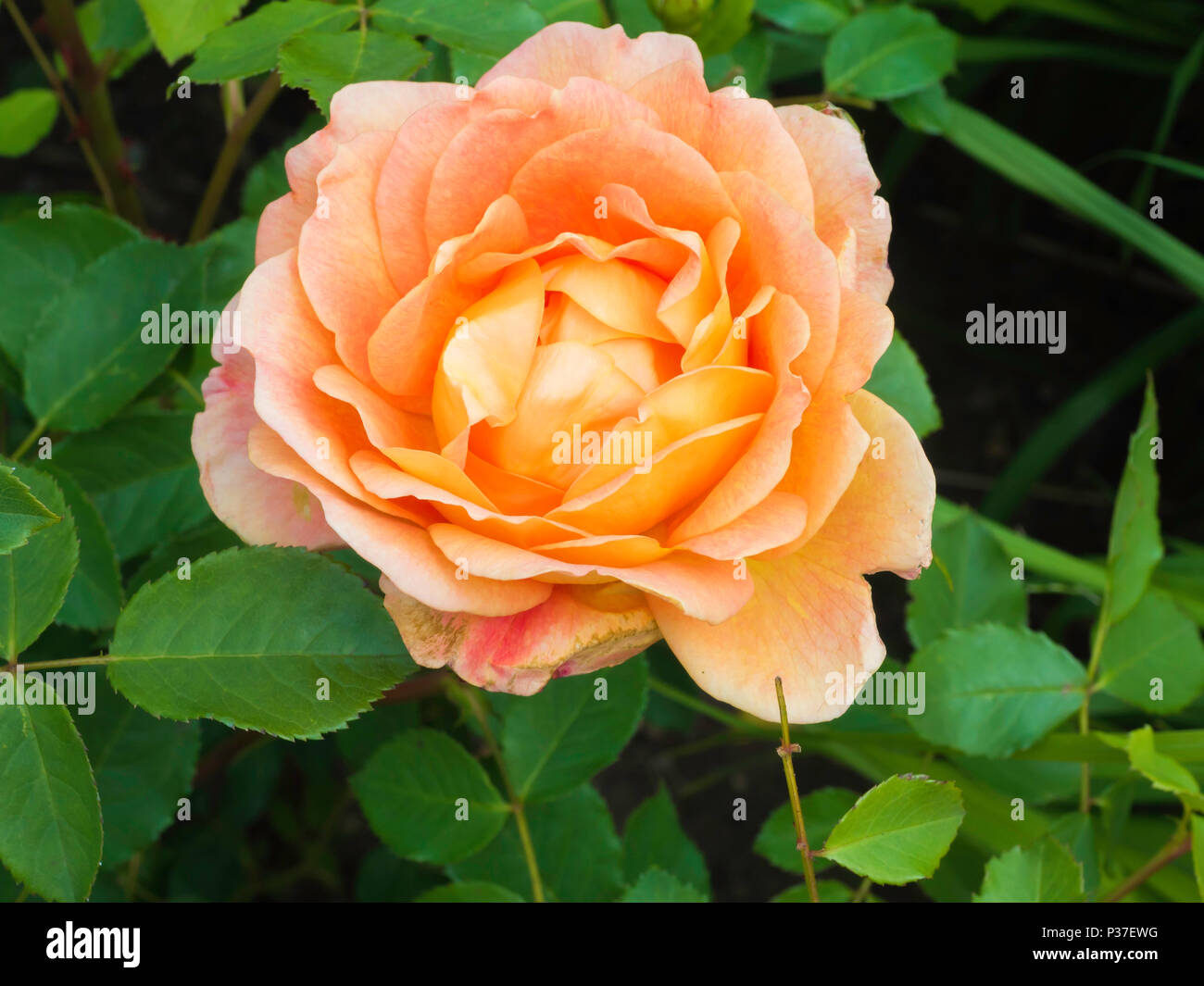 Orange coloured tea rose variety Lady of Shallot growing in a walled ...