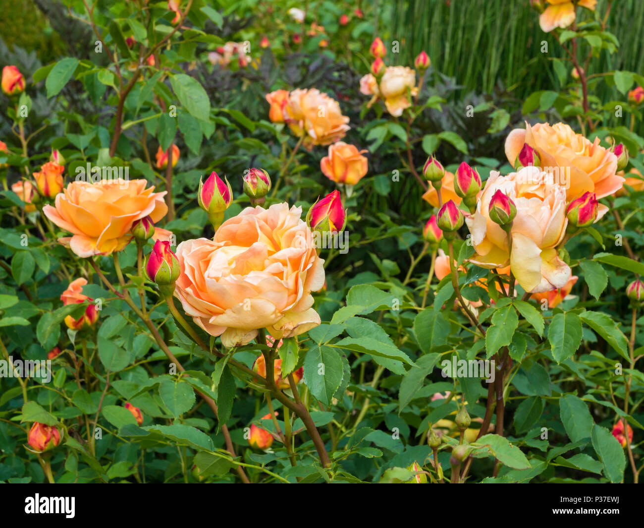 Orange coloured tea rose variety Lady of Shallot bush growing in a ...