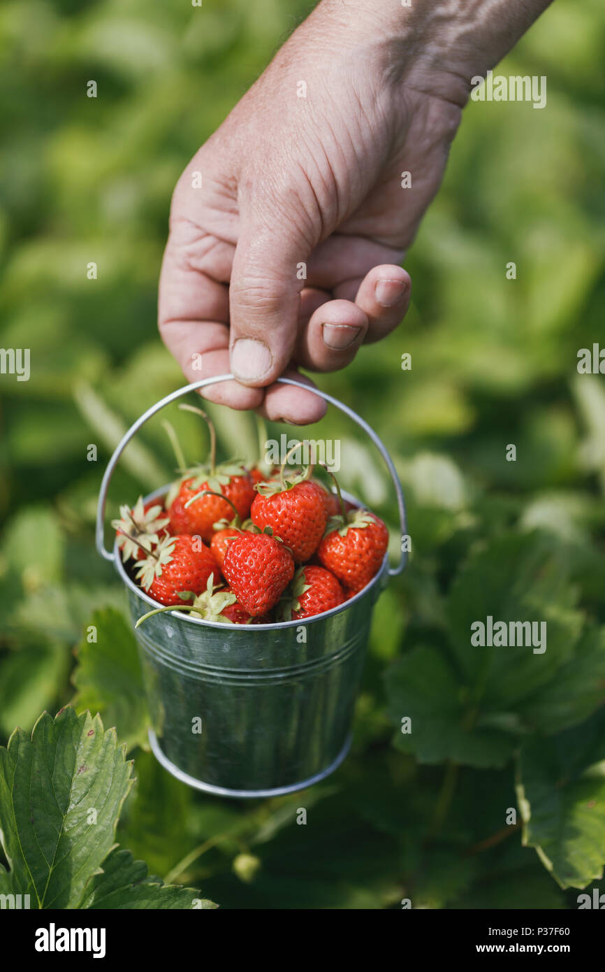 Farmer harvesting freshly picked green hi-res stock photography and ...