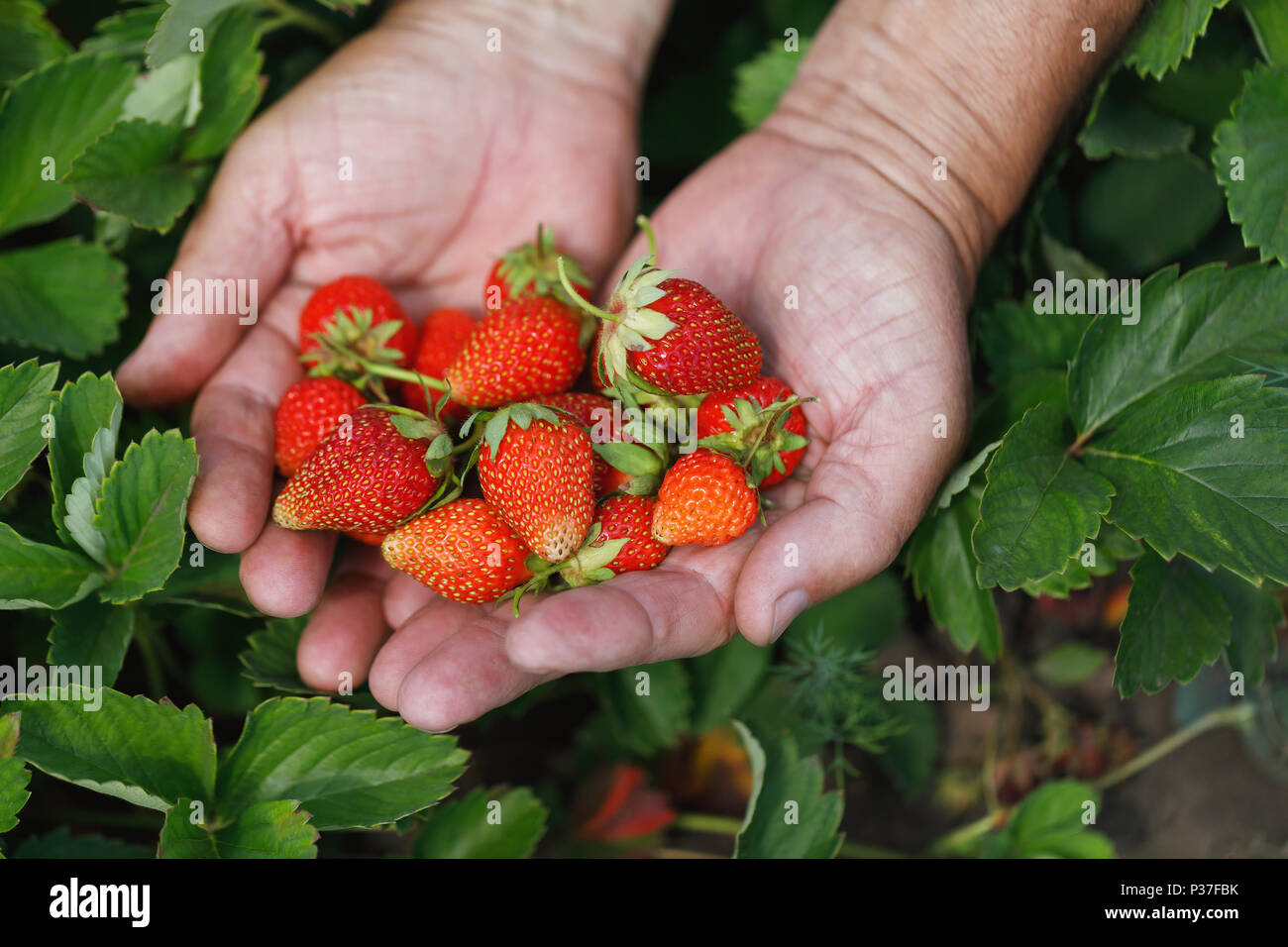 Freshly picked berries of strawberries in the hands of the farmer close ...