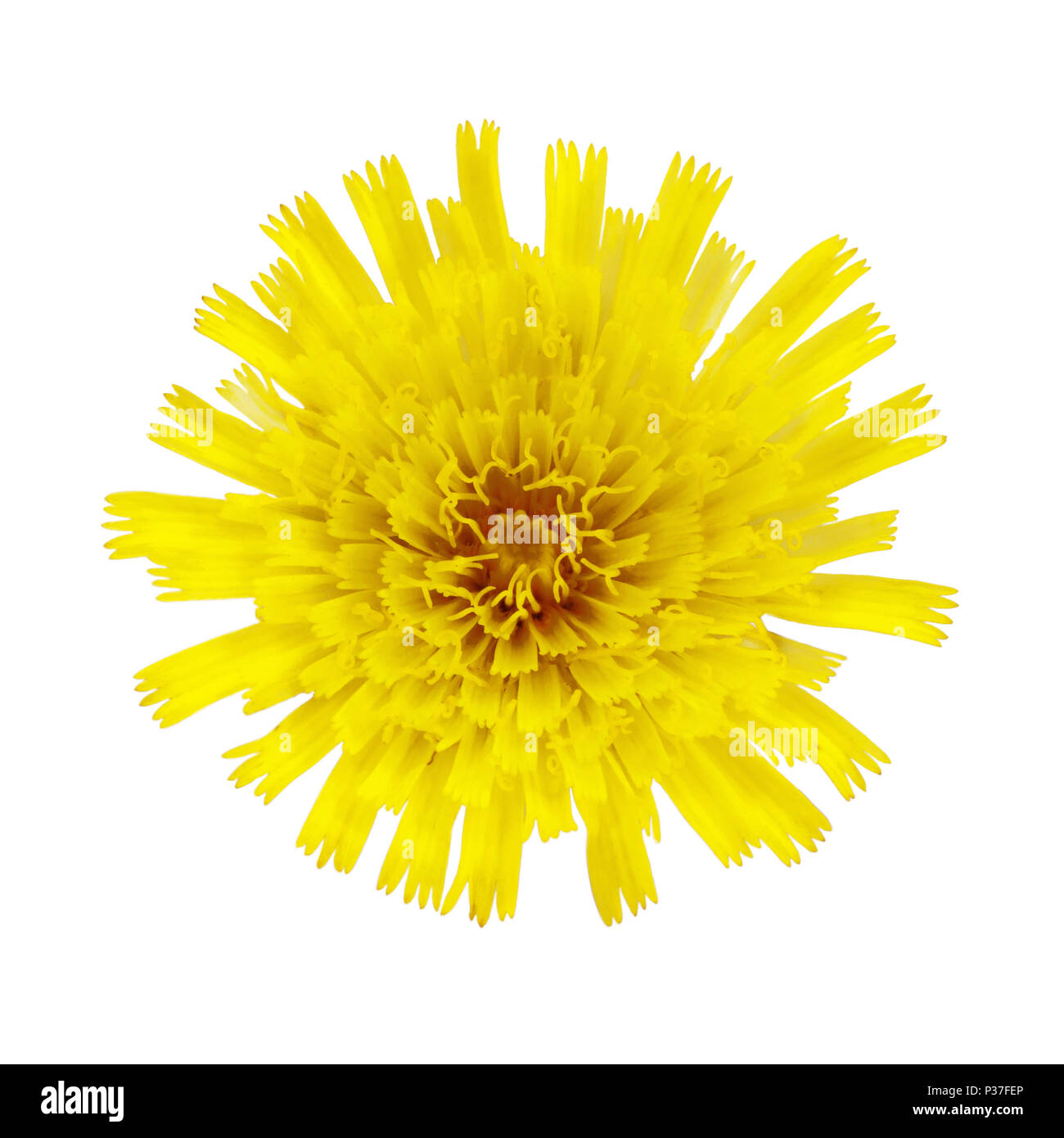 An unidentified yellow flower isolated on white background. Close-up of ...