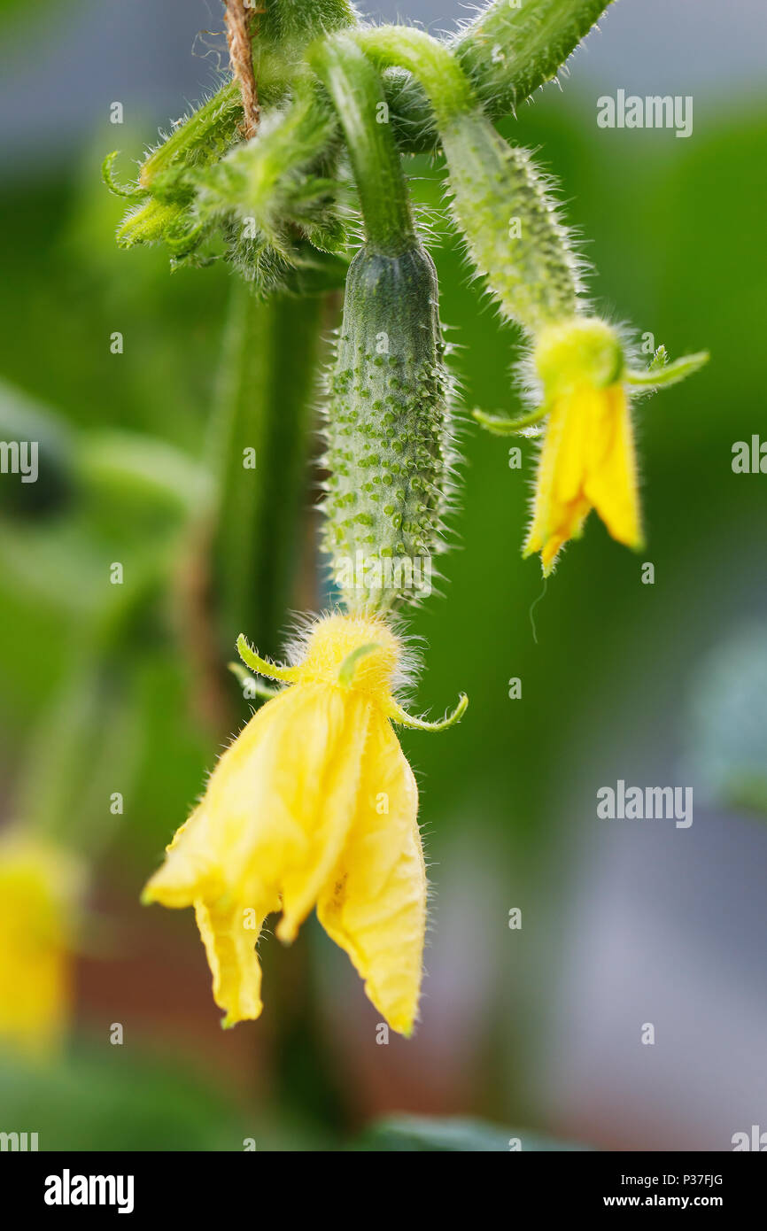 Young plant cucumber with yellow flowers. Juicy fresh cucumber closeup ...