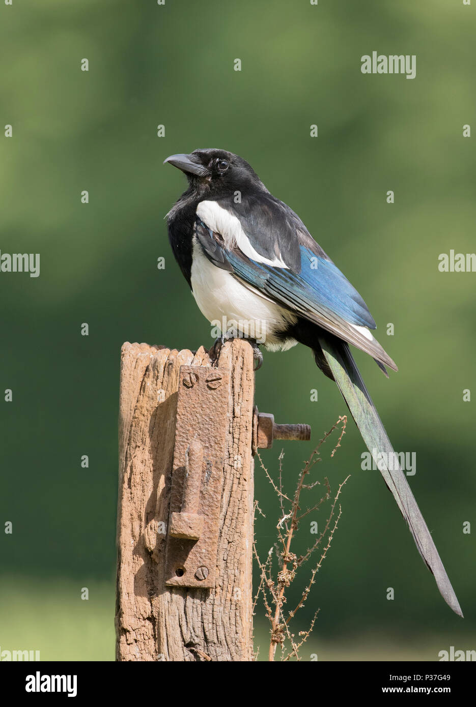 Magpies In The Garden High Resolution Stock Photography and Images - Alamy
