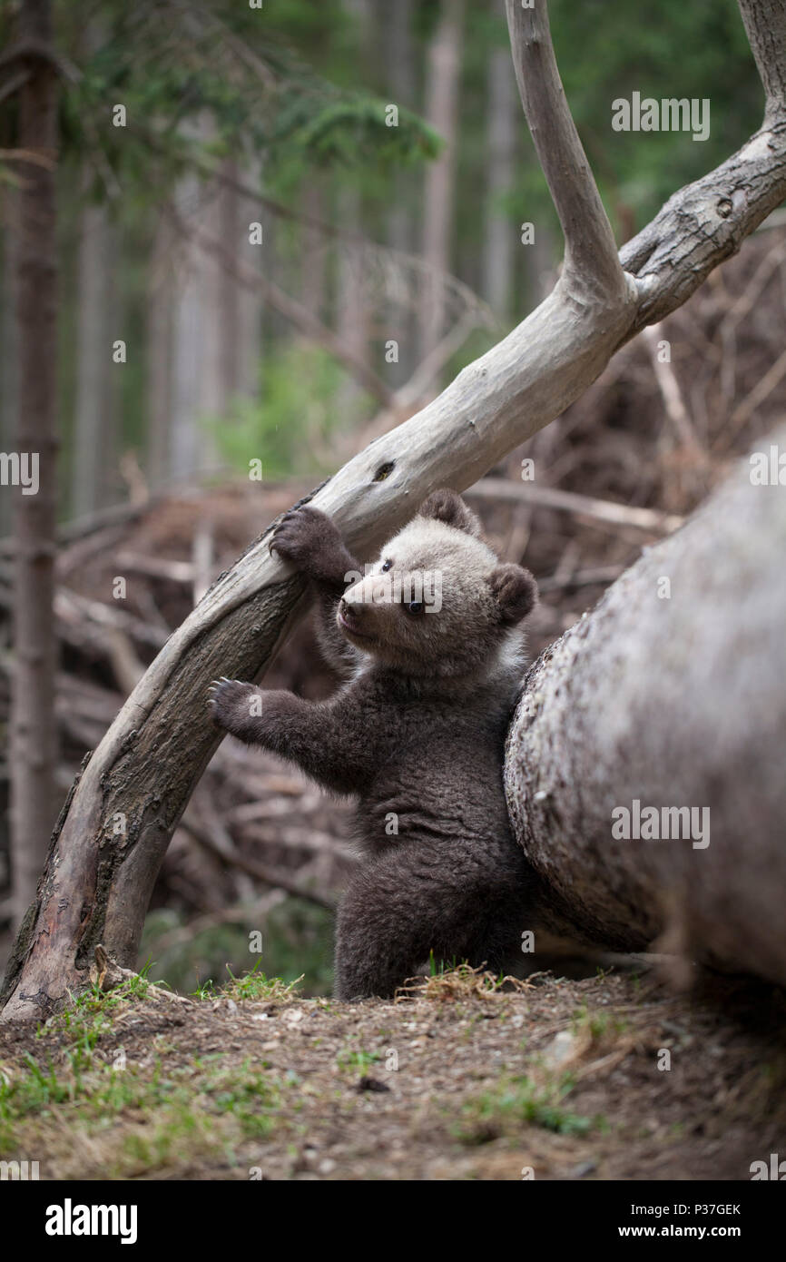 Bear scratching on tree hi-res stock photography and images - Alamy