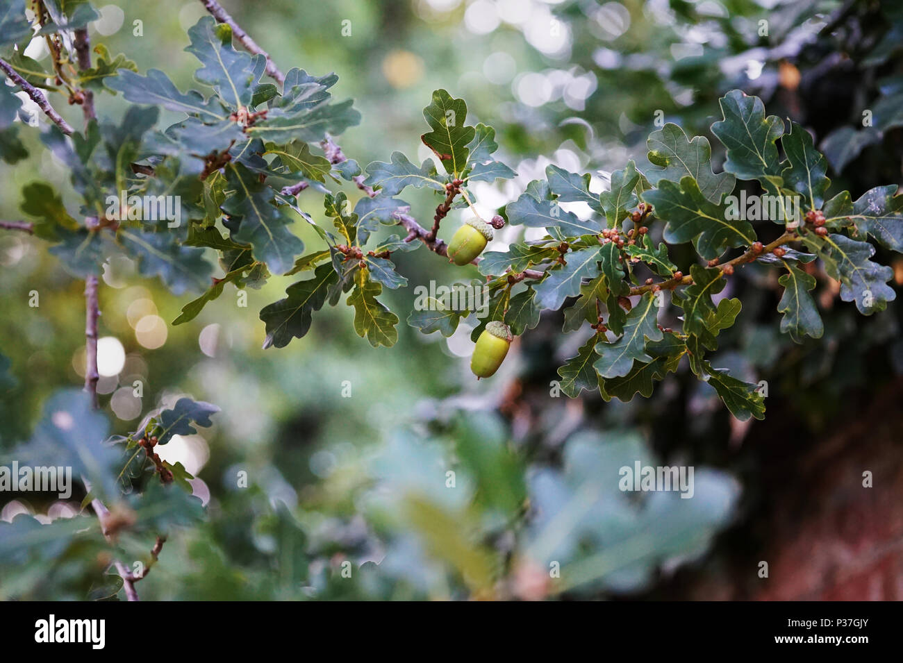 Beautiful branch oak acorns hi-res stock photography and images - Alamy