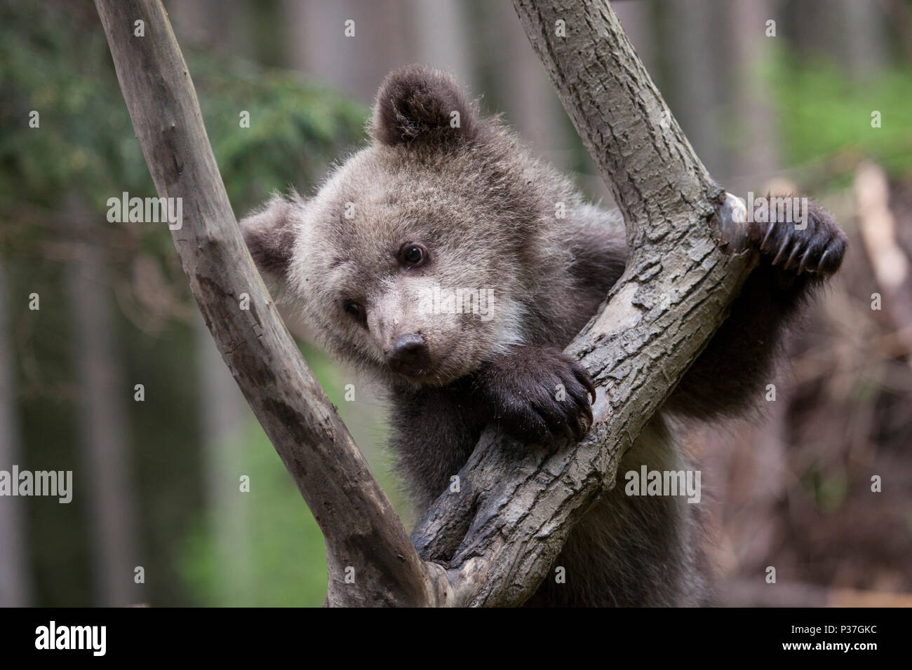 Bear cub up a tree hi-res stock photography and images - Alamy
