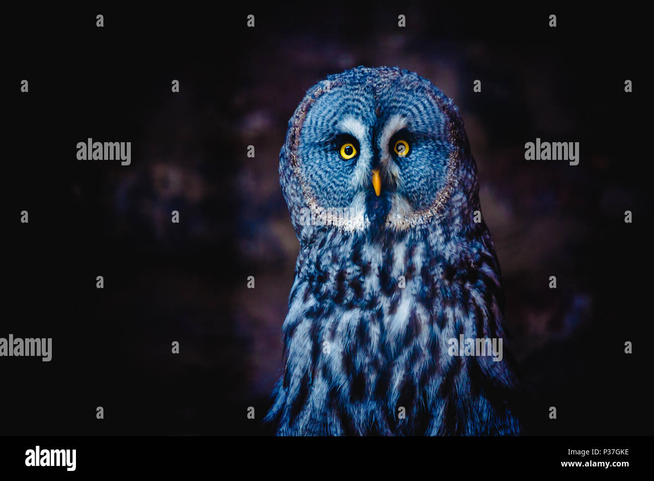 Tawny owl face close up hi-res stock photography and images - Alamy