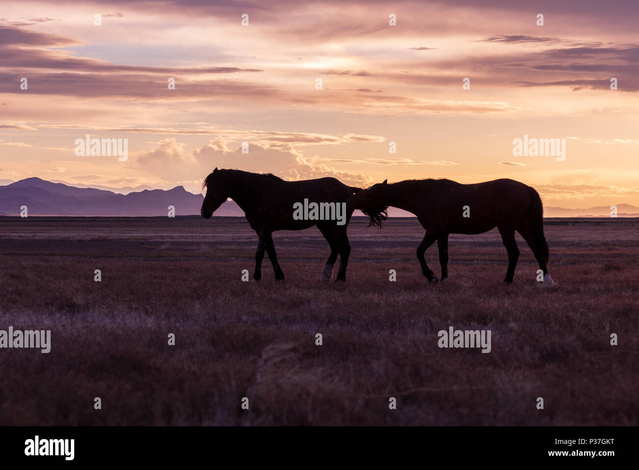 Wild Horse And Sunset Stock Photos & Wild Horse And Sunset Stock Images ...