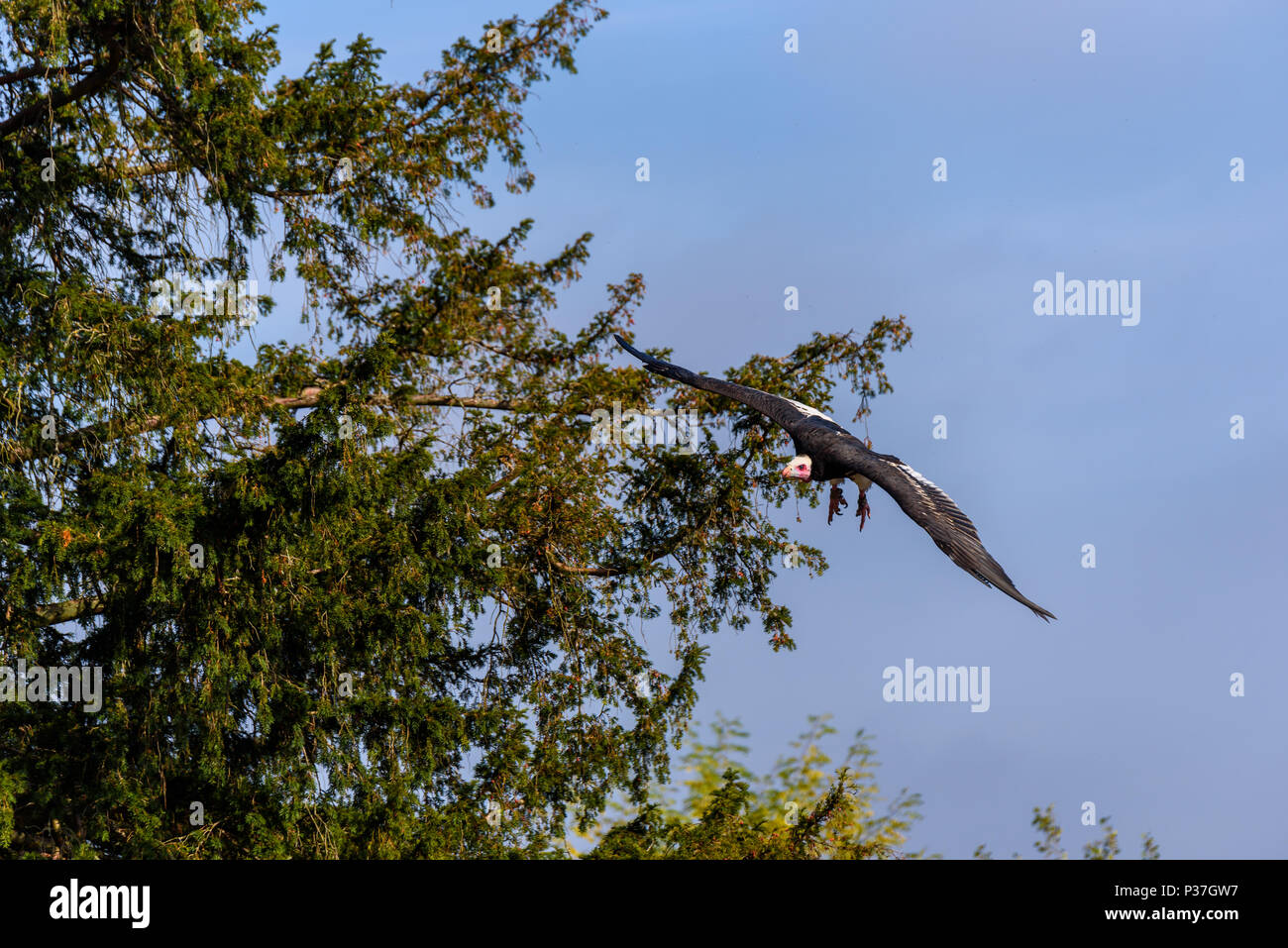 Portrait of vulture - beautiful wildlife bird Stock Photo - Alamy