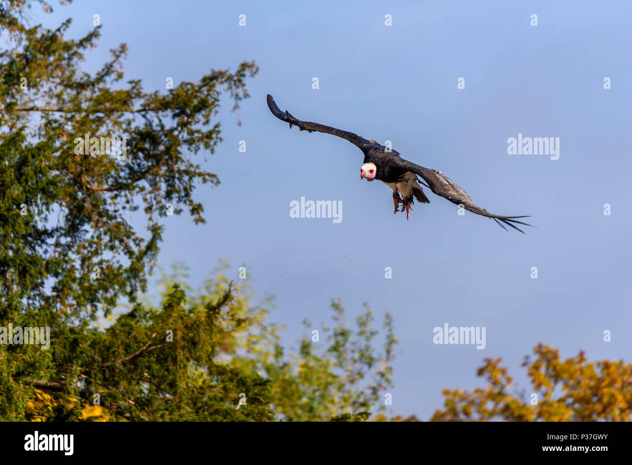 Portrait of vulture - beautiful wildlife bird Stock Photo - Alamy