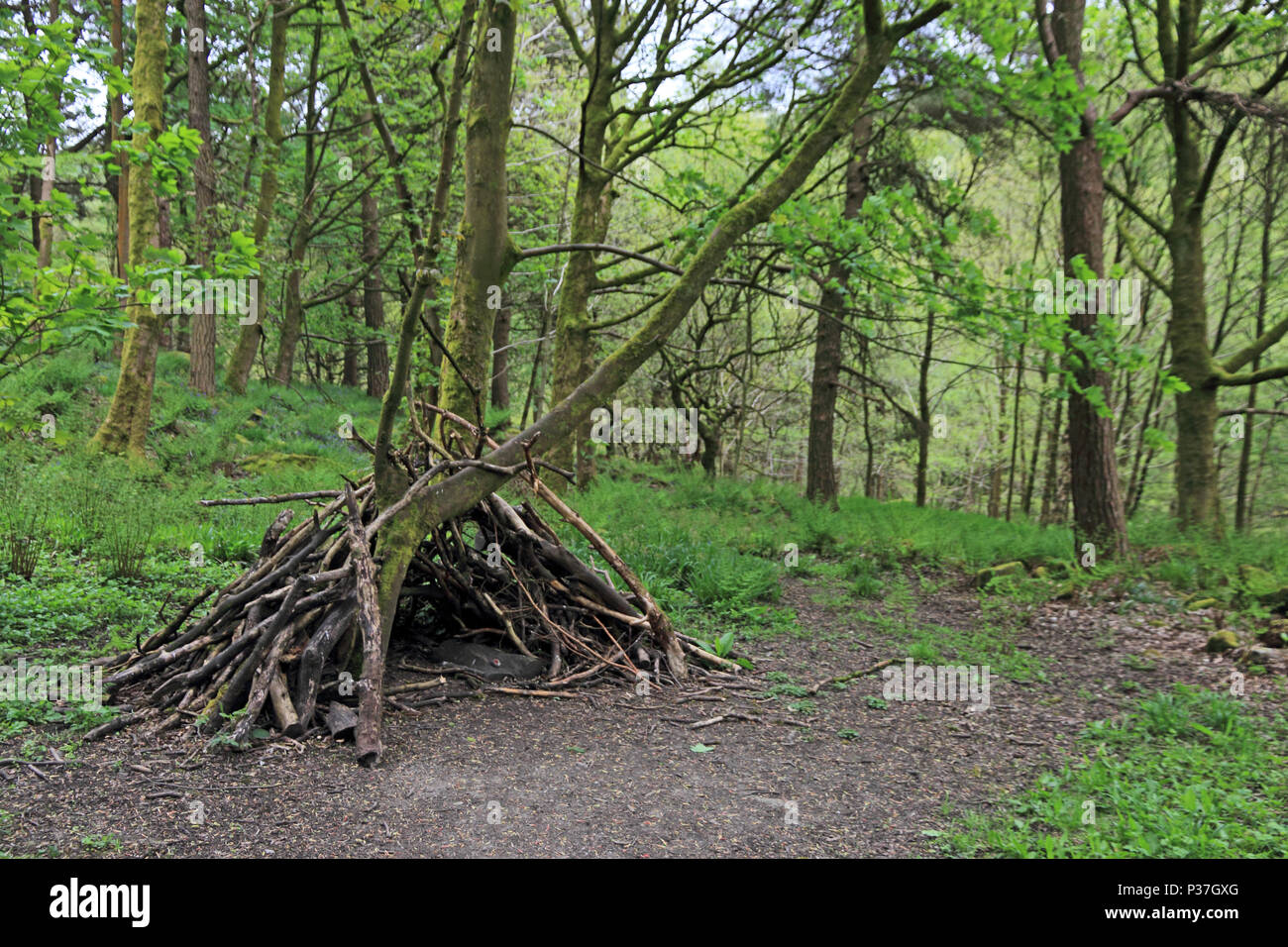 Woodland shelter hi-res stock photography and images - Alamy