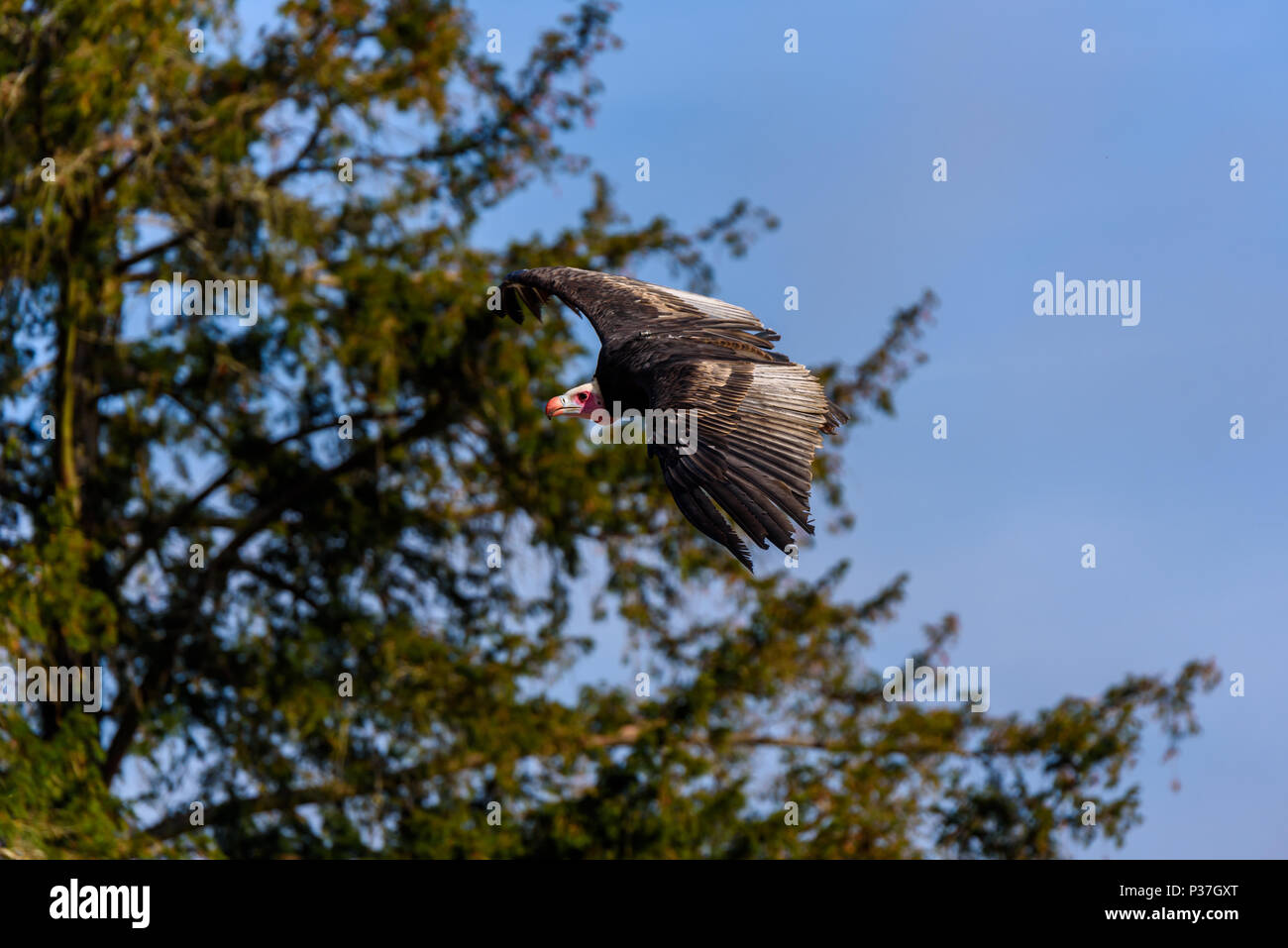 Portrait of vulture - beautiful wildlife bird Stock Photo - Alamy