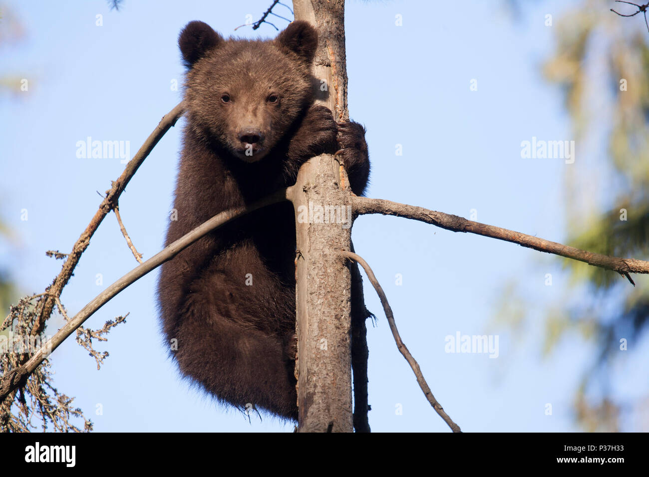 Bear hugging tree hi-res stock photography and images - Alamy