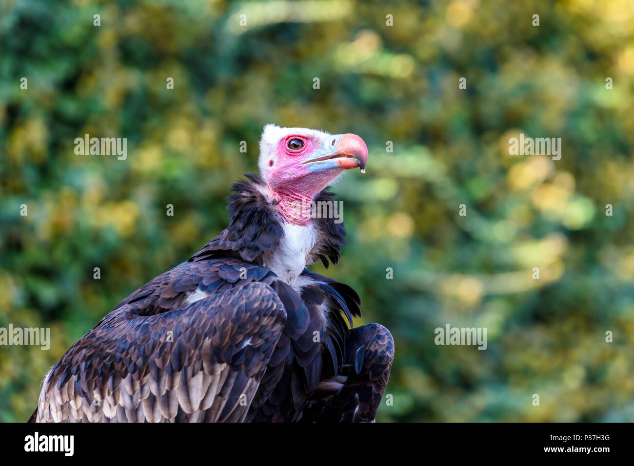 Portrait of vulture - beautiful wildlife bird Stock Photo - Alamy