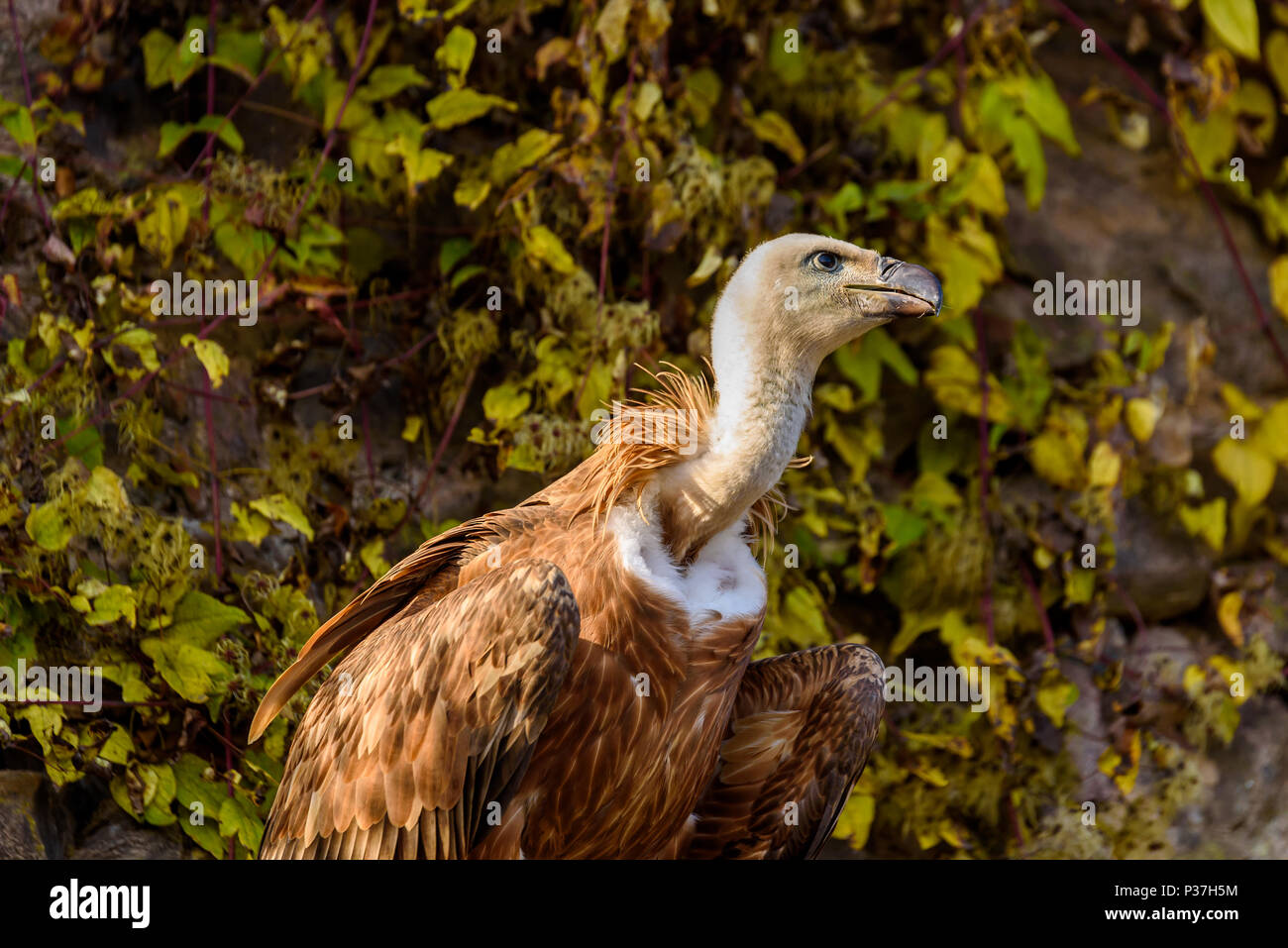 Portrait of vulture - beautiful wildlife bird Stock Photo - Alamy