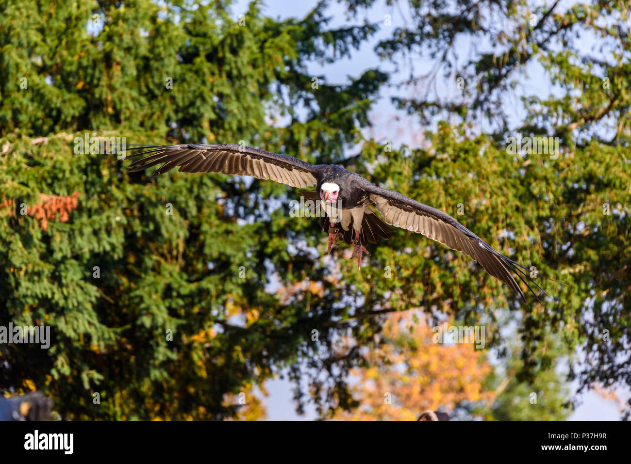Portrait of vulture - beautiful wildlife bird Stock Photo - Alamy