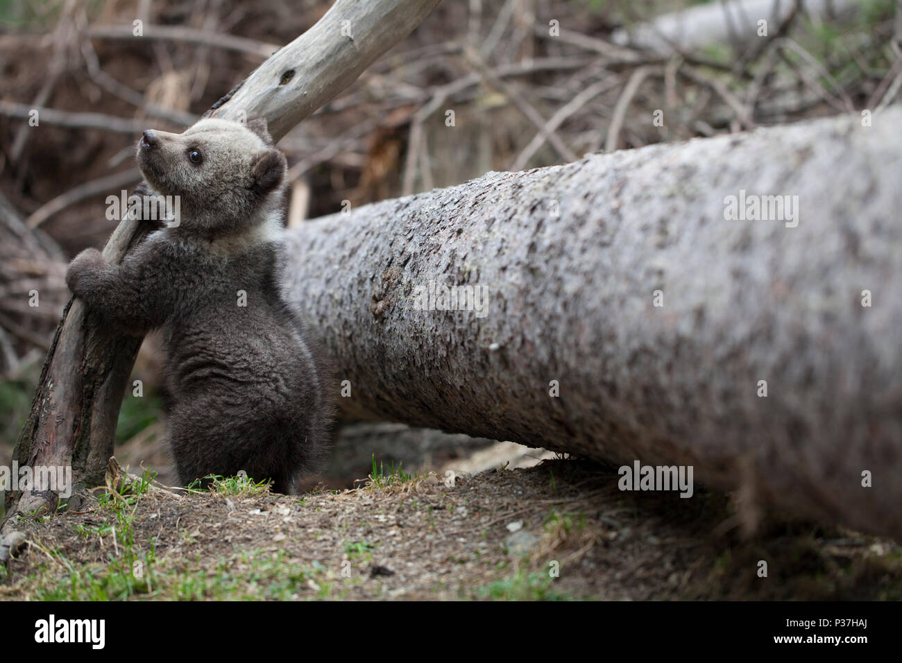 bear cub posing on two feet standing and looking at camera Stock Photo ...