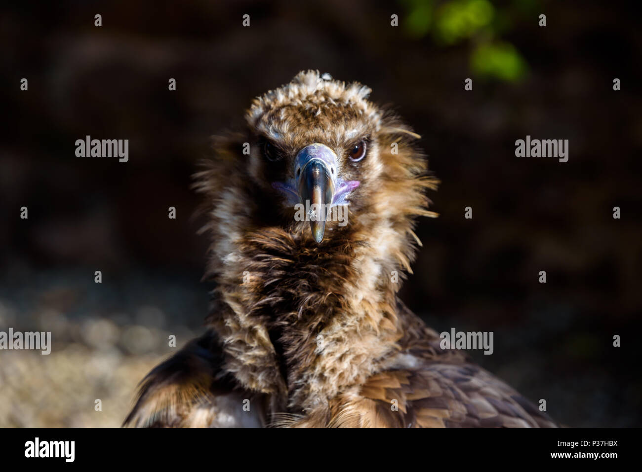 Portrait of vulture - beautiful wildlife bird Stock Photo - Alamy